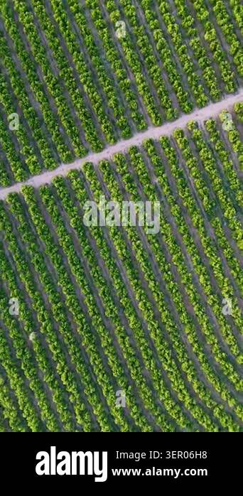 Stunning top down aerial shot flying over a vast orange tree plantation ...