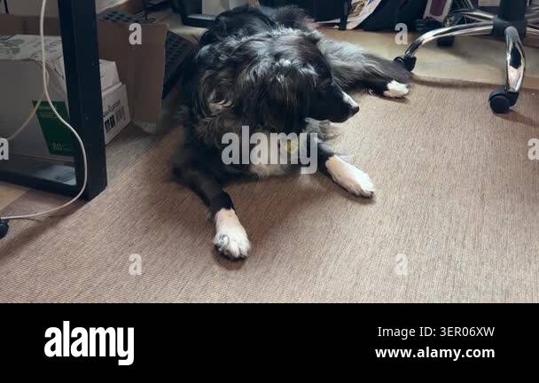 Domestic dog resting on a carpeted floor in a home office. Relaxed pet ...
