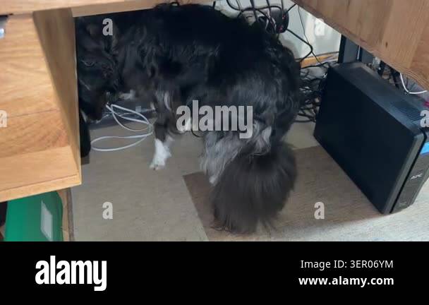 Domestic dog resting under a desk surrounded by cables and computer ...