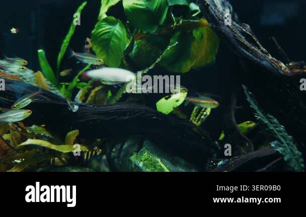 Small colorful fishes swimming gently among aquatic plants inside a ...