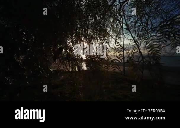 Warm sunset light filters through tree leaves while people sit by the ...