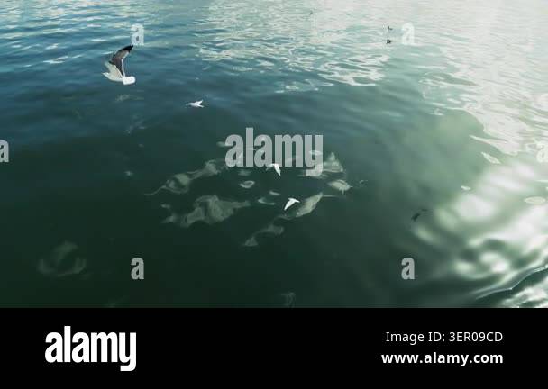 Seagulls flying gracefully over the calm sea water, capturing a ...