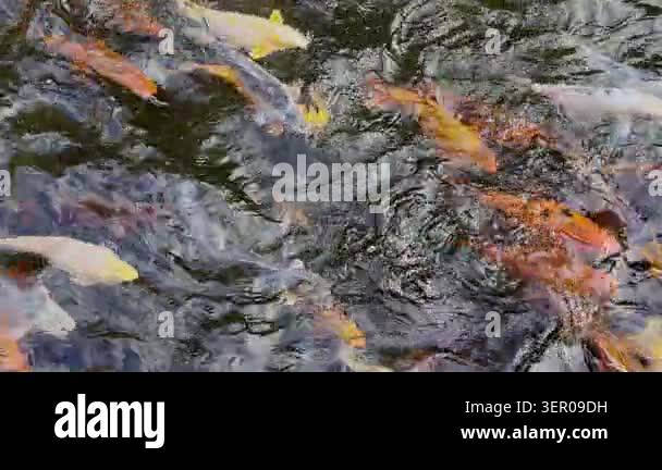 A vibrant shot of several decorative koi fish with orange white and ...