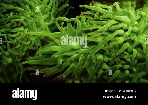 Close-up underwater view of marine life featuring flowing sea anemone ...