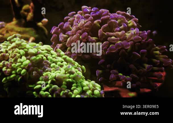 Close-up underwater view of marine life featuring flowing sea anemone ...