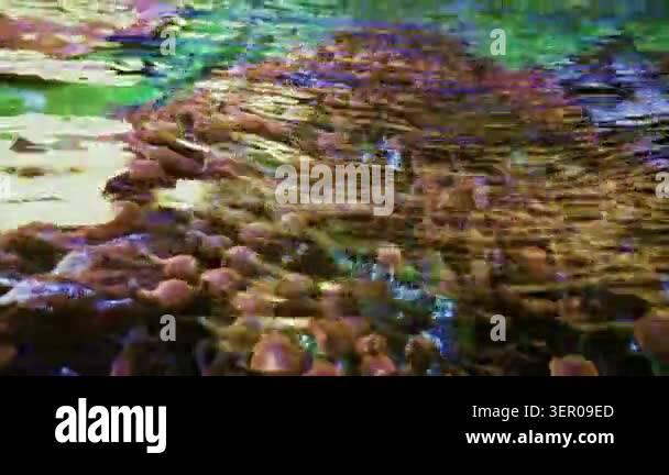 Close-up underwater view of marine life featuring flowing sea anemone ...