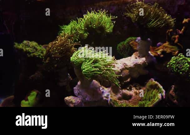 Close-up underwater view of marine life featuring flowing sea anemone ...