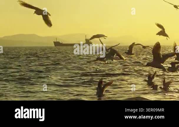 Seagulls flying over Izmir city skyline and the Aegean Sea, capturing ...