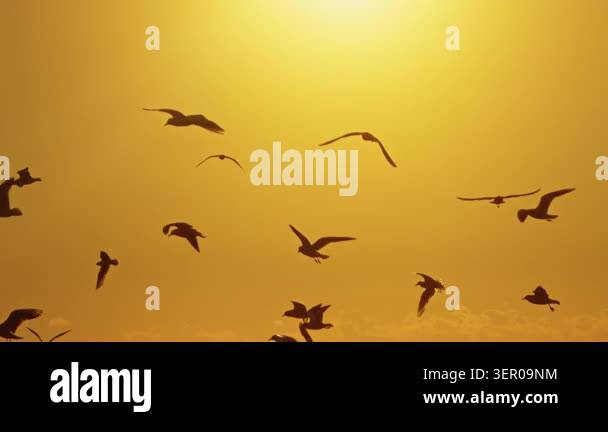 Seagulls flying freely in the sky with warm orange tones creating a ...