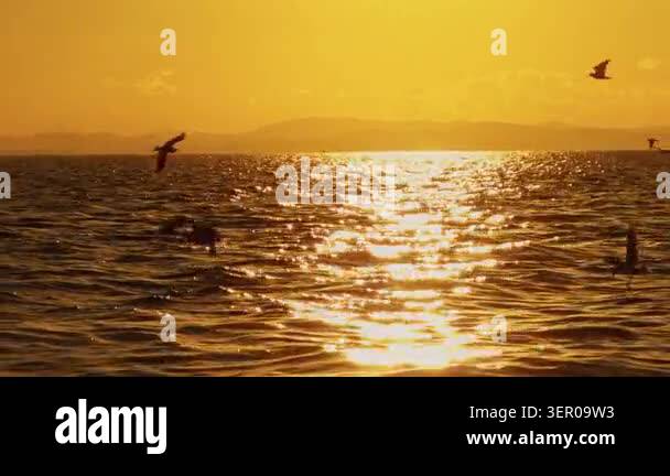 Seagulls flying over Izmir city skyline and the Aegean Sea, capturing ...