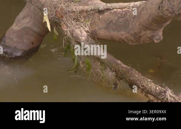 Branches of a tree over and under the surface of the water, in the ...