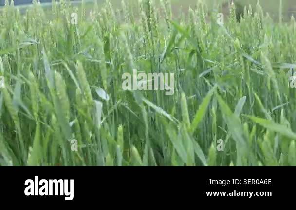 Green wheat field sways in the wind. Green ear of wheat close-up ...