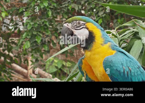 A stunning close up of a bright and colorful tropical parrot with vivid ...