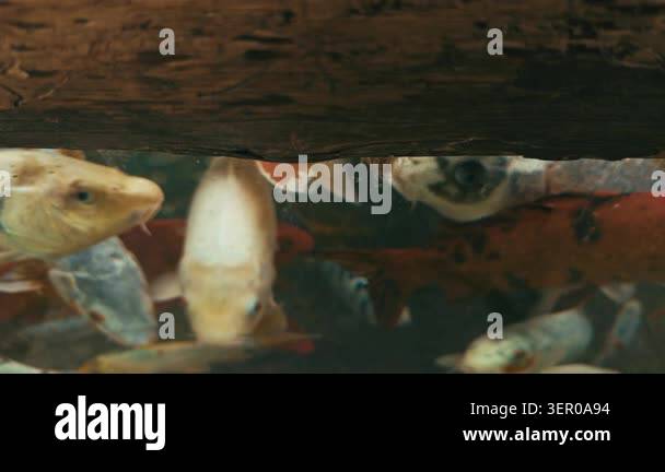 A top view of multiple colorful koi fish with orange white and black ...