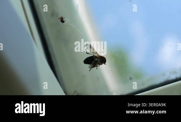 Small spider holds a captured bee in a delicate web on window glass ...