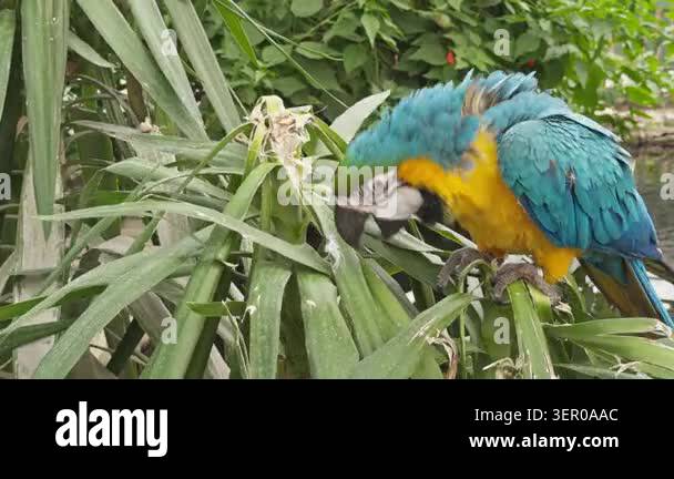 A stunning close up of a bright and colorful tropical parrot with vivid ...