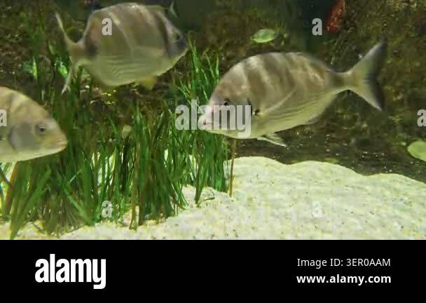 Captivating close-up of an exotic tropical fish with long, elegant ...