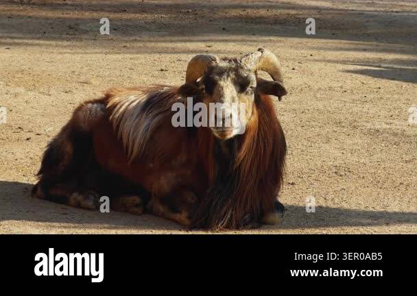 A calm close up photograph of a brown female goat with short horns ...