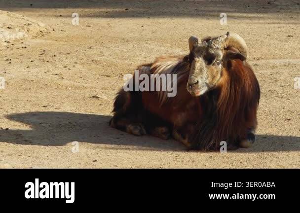 A calm close up photograph of a brown female goat with short horns ...
