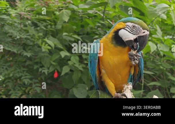A stunning close up of a bright and colorful tropical parrot with vivid ...