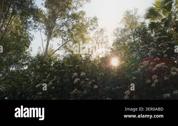 A beautiful landscape photograph capturing a row of trees with their ...