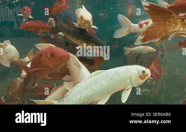 A top view of multiple colorful koi fish with orange white and black ...