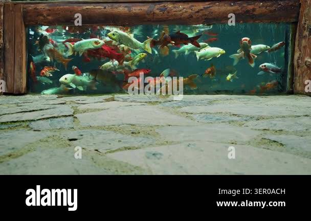 A top view of multiple colorful koi fish with orange white and black ...