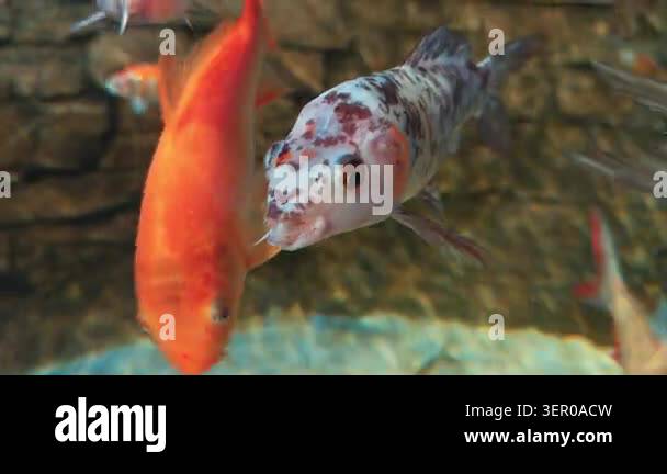 A vibrant shot of several decorative koi fish with orange white and ...