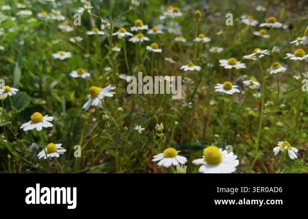 Beautiful white chamomile daisy flowers swaying in the wind on a sunny ...