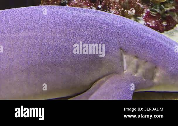 Detailed close up of a nurse shark resting peacefully on a sandy bottom ...