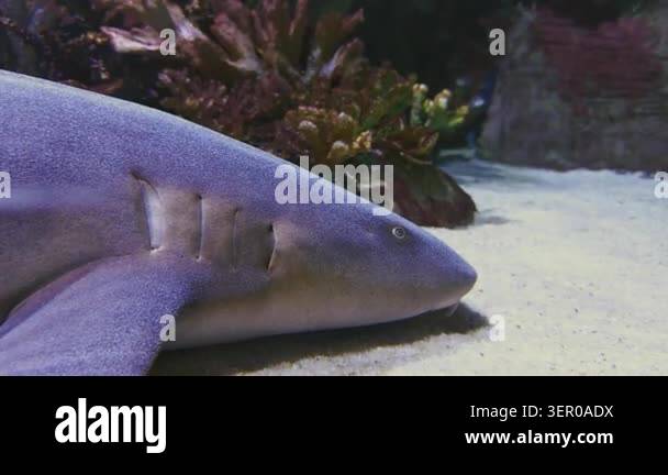 Detailed close up of a nurse shark resting peacefully on a sandy bottom ...