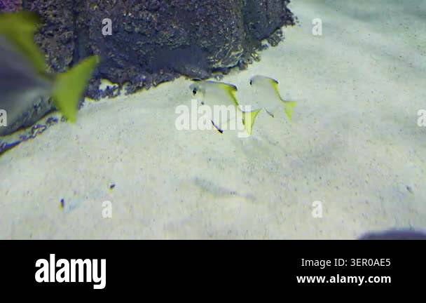 Captivating close-up of an exotic tropical fish with long, elegant ...