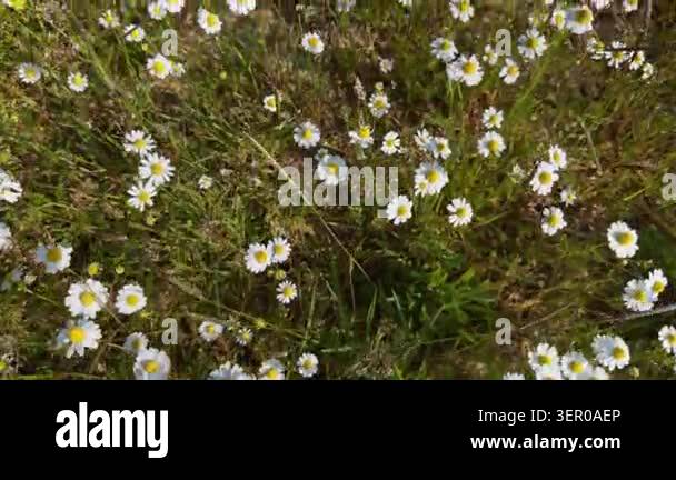 Beautiful white chamomile daisy flowers swaying in the wind on a sunny ...