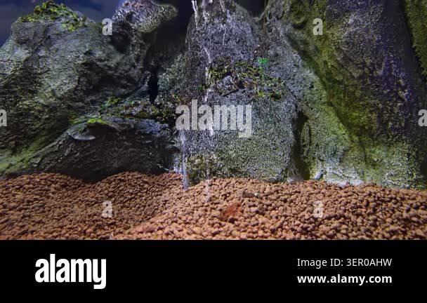 Captivating close-up of an exotic tropical fish with long, elegant ...