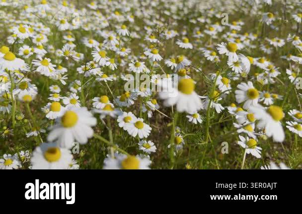 Beautiful white chamomile daisy flowers swaying in the wind on a sunny ...