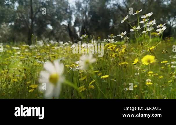 Beautiful white chamomile daisy flowers swaying in the wind on a sunny ...