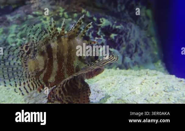 Captivating close-up of an exotic tropical fish with long, elegant ...
