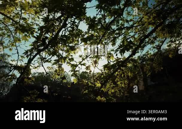 Warm golden sunlight filters through lush green tree leaves, creating a ...