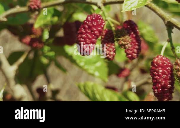 A close-up of ripe red mulberries hanging from a leafy green branch in ...