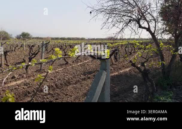 Close up of new grape leaves and green buds sprouting in a vineyard ...