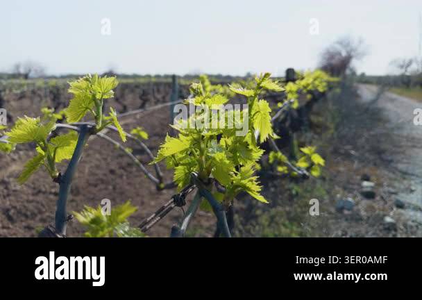 Close up of new grape leaves and green buds sprouting in a vineyard ...