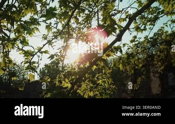 Warm golden sunlight filters through lush green tree leaves, creating a ...