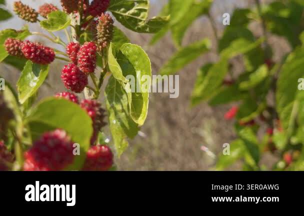 A close-up of ripe red mulberries hanging from a leafy green branch in ...