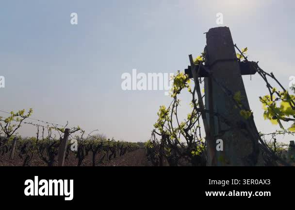 Close up of new grape leaves and green buds sprouting in a vineyard ...