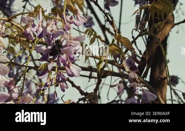 A stunning macro video of a large carpenter bee meticulously collecting ...