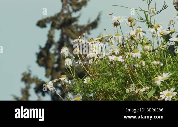 A dynamic outdoor video capturing a field of wild white daisies swaying ...