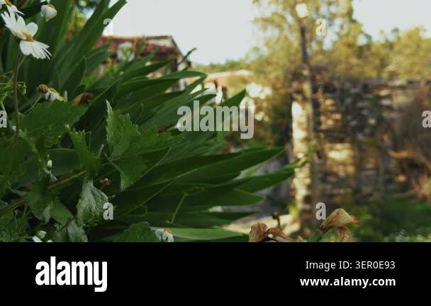A poetic shot of wild white daisies blooming from the weathered bricks ...