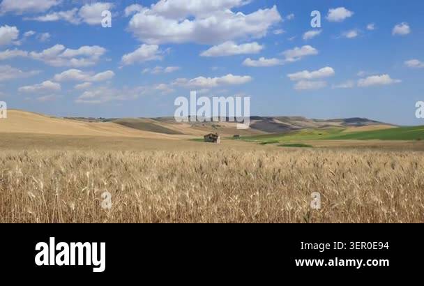 Summertime:hilly lanscape with wheat field in Apulia region, Italy ...