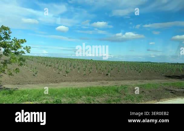 Scenic Moldovan landscape seen from moving bus with endless vineyard ...