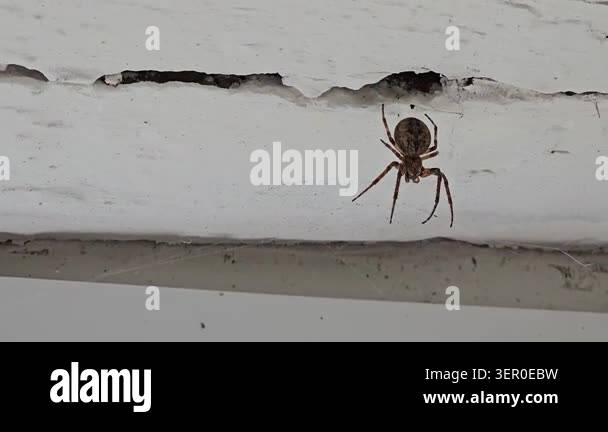 orb weaver spider hanging on its web beneath a weathered wooden surface ...